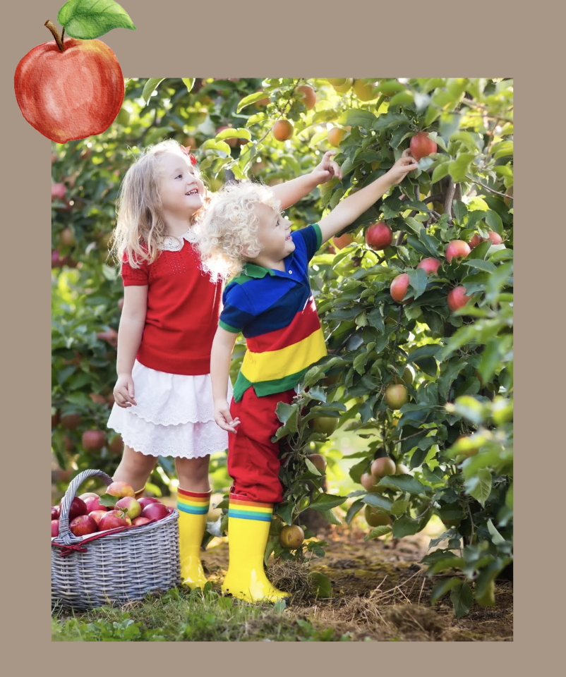 Harvest Season Learning: Apple Picking turned Math Lesson